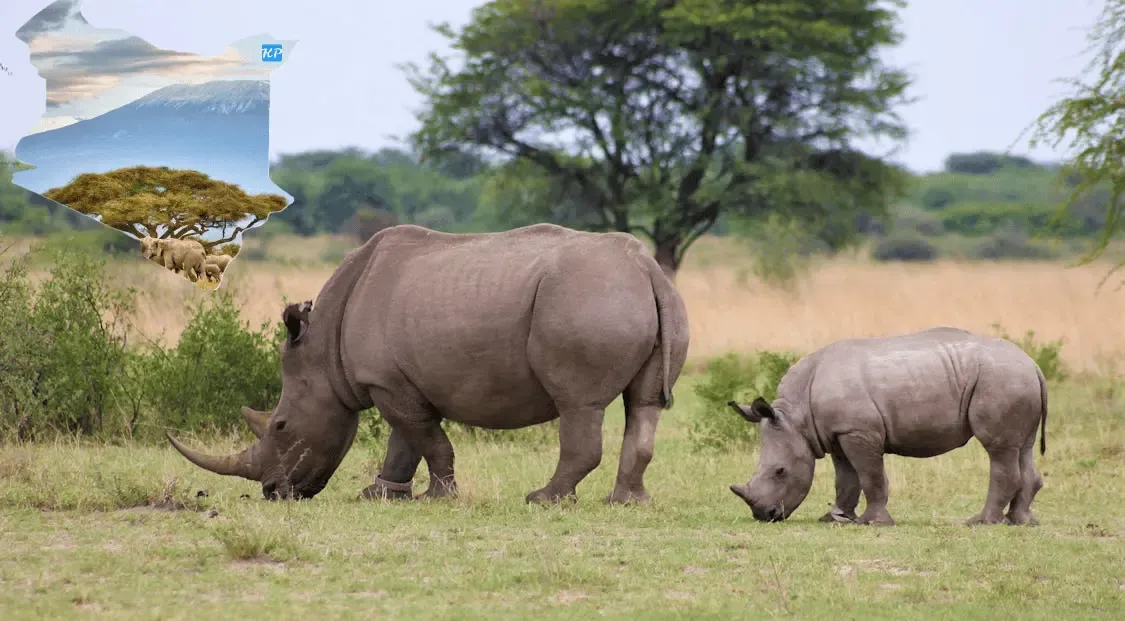 Tour Destinations in Kenya | Explore Safaris, Beaches & Culture